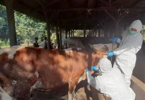Wabah LSD Pada Sapi Merebak Ini Langkah Dinkanak Banyumas