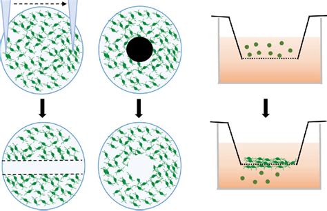 Low Throughput 2d Wound Healing Assays A Scratch Assay B