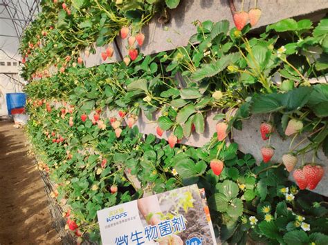 微生物菌剂用在草莓上效果怎么样