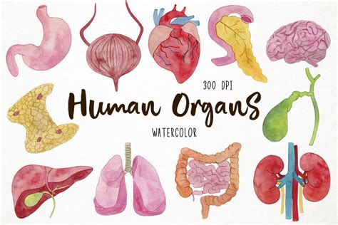 Watercolor Human Organs Clipart Anatomy Clipart Body Parts Clipart By
