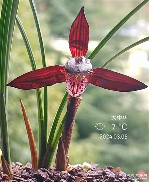 大中华花开 春兰篇 兰花交易网论坛
