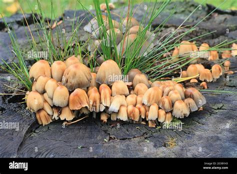 Coprinellus Micaceus Also Called Coprinus Micaceus Commonly Known As Glistering Inkcap Wild