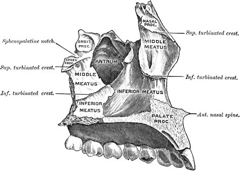 Orbital Surface Of Maxilla