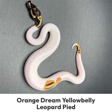 How Do Breeders Id Morphs On High White Pieds R Ballpythonmorph