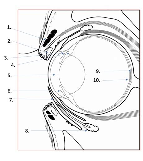 Opthalmic Anatomy Globe And Adnexa Diagram Diagram Quizlet