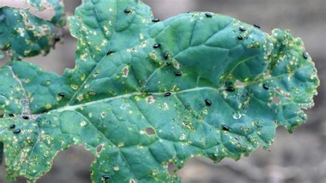 Whats Eating My Cabbage 15 Common Cabbage Pests