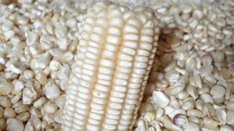 Low Maize Prices Try Value Addition Daily Monitor