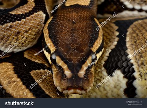 Royal Python Python Regius Partial View Stock Photo Shutterstock