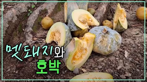 멧돼지와 호박 Youtube