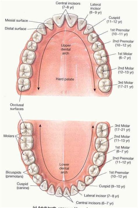 Dental Chart Dental Anatomy Dental Hygiene School Dental Hygiene