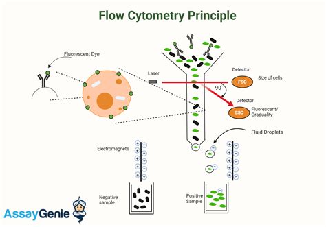 Data Analysis In Flow Cytometry Harnessing Complexity For Scientific Insight Assay Genie
