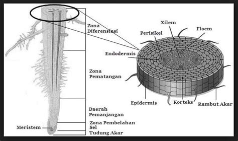 Pertumbuhan Primer Dan Sekunder Tumbuhan Materi Biologi Kelas 11