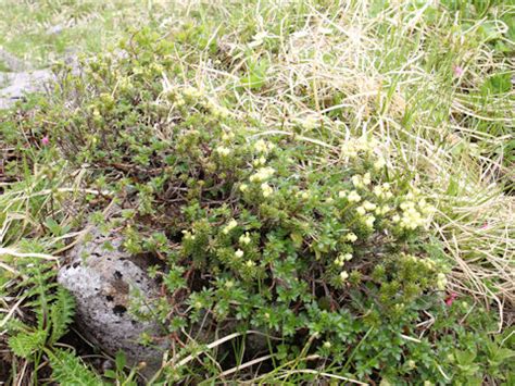 アオノツガザクラ Phyllodoce aleutica