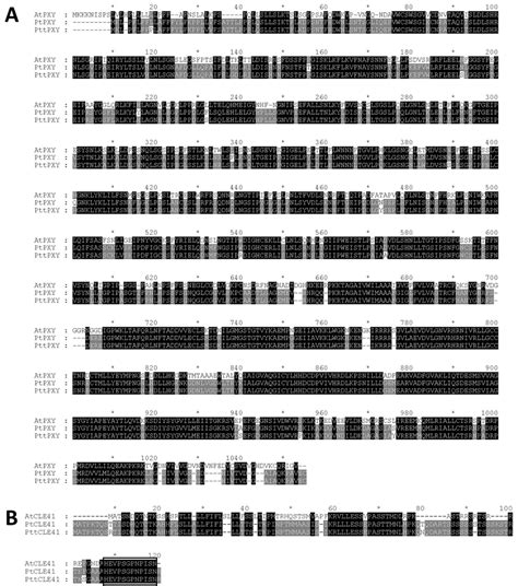 1 Sequence Alignment Of Amino Acid Sequences Of Pxy And Cle41 Pxy A