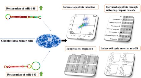 cooperatively inhibition effect of mir 143 5p and mir 145 5p in tumorigenesis of glioblastoma