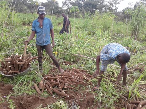 Cassava Maize Intercropping System A Livelihood Sustaining System