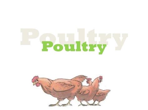 Poultry Contamination Preservation And Spoilage