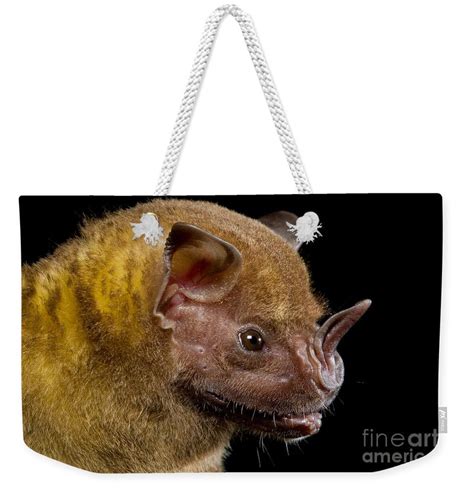 Jamaican Fruit Bat