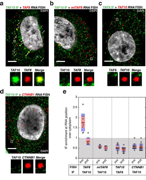 Taf10 Protein Colocalizes With Taf8 Mrna In The Cytoplasm Of Hela