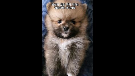 범상치 않은 찍지 마라 장군이의 아기 시절냥냥사랑 Youtube