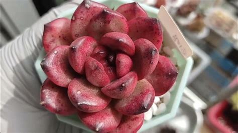 3월23일 🥀비 안 왔네요 좀 오지 ㅜㅜ4번 걸이대다육이 소개💕 Youtube