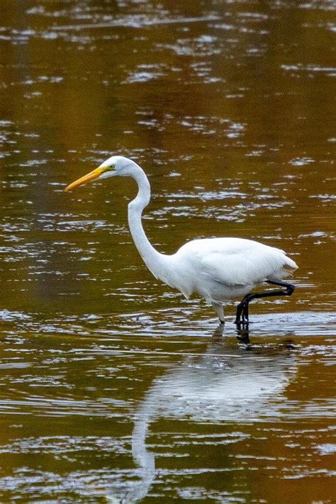 Any Way To Sex A Great Egret Maryland Usa Rwhatsthisbird