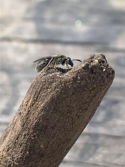 Can Anyone Help Identify This Insect Rinsects