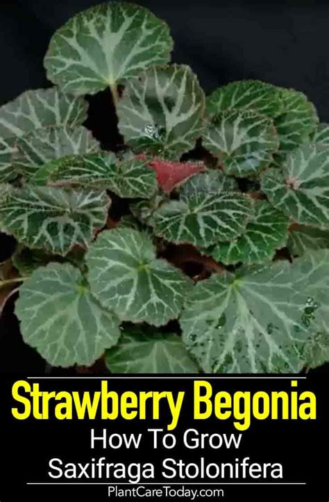 Strawberry Begonia Care How To Grow Saxifraga Stolonifera