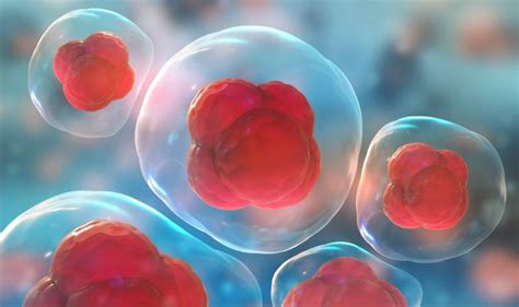 Mesenchymal Stem Cells After Haploidentical Hsct Improve Gvhd Outcomes