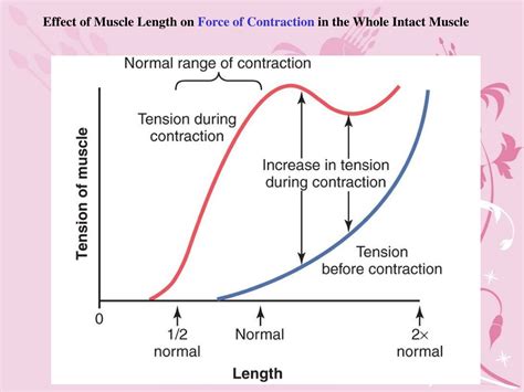 Ppt Muscle Contraction Powerpoint Presentation Free Download Id