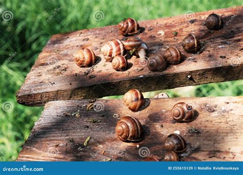 Breeding Snails To Obtain Mucin Cosmetic Product Made From Snail Mucin