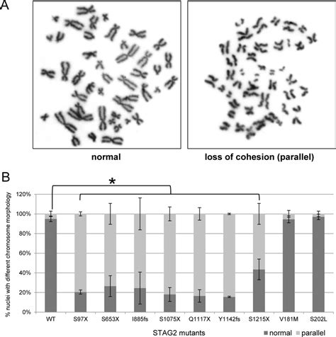 Sister Chromatid Cohesion Assays Hct116 Cells And Stag2 Mutant