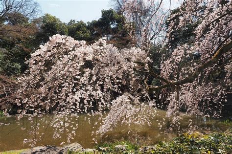 【京都賞櫻】賞櫻景點推薦京都御苑京都後花園枝垂櫻美景 陳小沁の吃喝玩樂