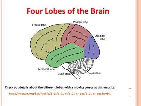Ppt Brain Is A Computer Powerpoint Presentation Free Download Id