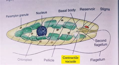 Contractile Vacuole In A Cell Function Diagram And Structure