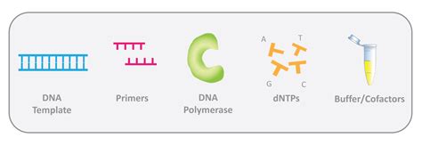 PCR Overview | GoldBio