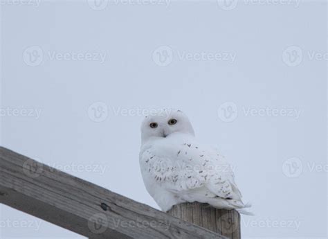 Snow Owl Stock Photos, Images and Backgrounds for Free Download