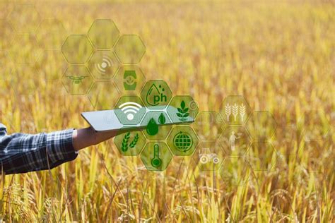 Smart Farming Agricultural Technology And Organic Agriculture Woman Using Research Tablet And