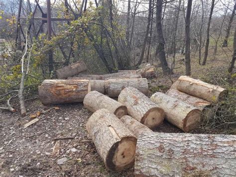 2018 წელს ხე ტყის უკანონოდ მოპოვების 4 630 ფაქტი გამოვლინდა Batumelebi • ზედამხედველობის