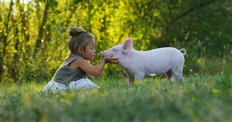 Why People Become Vegans The History Sex And Science Of A Meatless