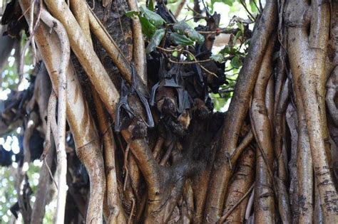 Nipah Mystery Deepens Fruit Bats Not The Reason Behind Spread Of The
