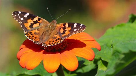 Descubren que un tipo de mariposa hace la misma ruta que las aves ...