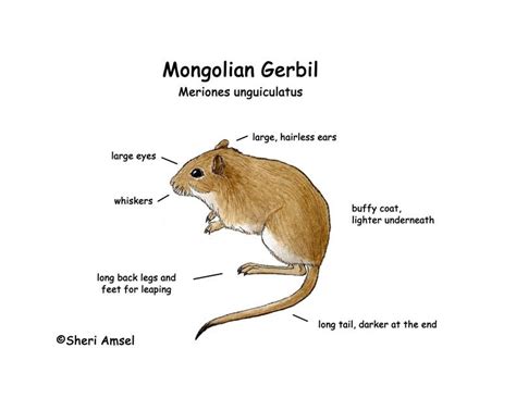 Gerbil Mongolian Exploring Nature Educational Resource Gerbil