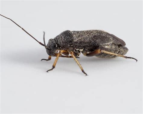 Small Bug Irbisia Bugguidenet