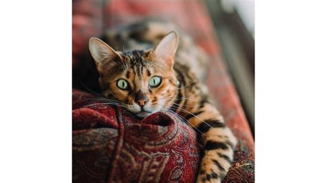 Animal Communication For Pet Separation Anxiety