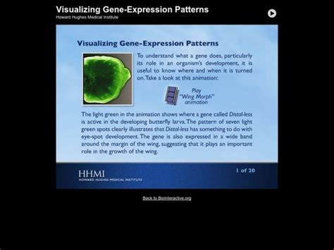 Visualizing Gene Expression Patterns Interactive For 9th 12th Grade