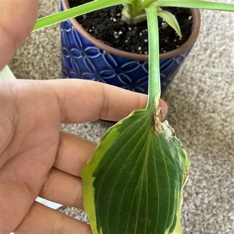 Ultimate Guide For When To Plant Hosta ⛏️