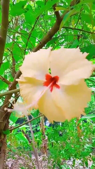 Chaina Jibone Kichu Tomake Je Chaii Sudu Youtube