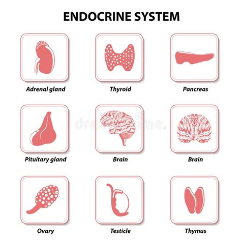 Ejemplo Colorido Esquematico Del Vector Del Sistema Endocrino Femenino