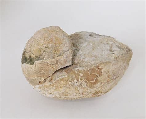 Central Texas Fossils The Fossil Forum